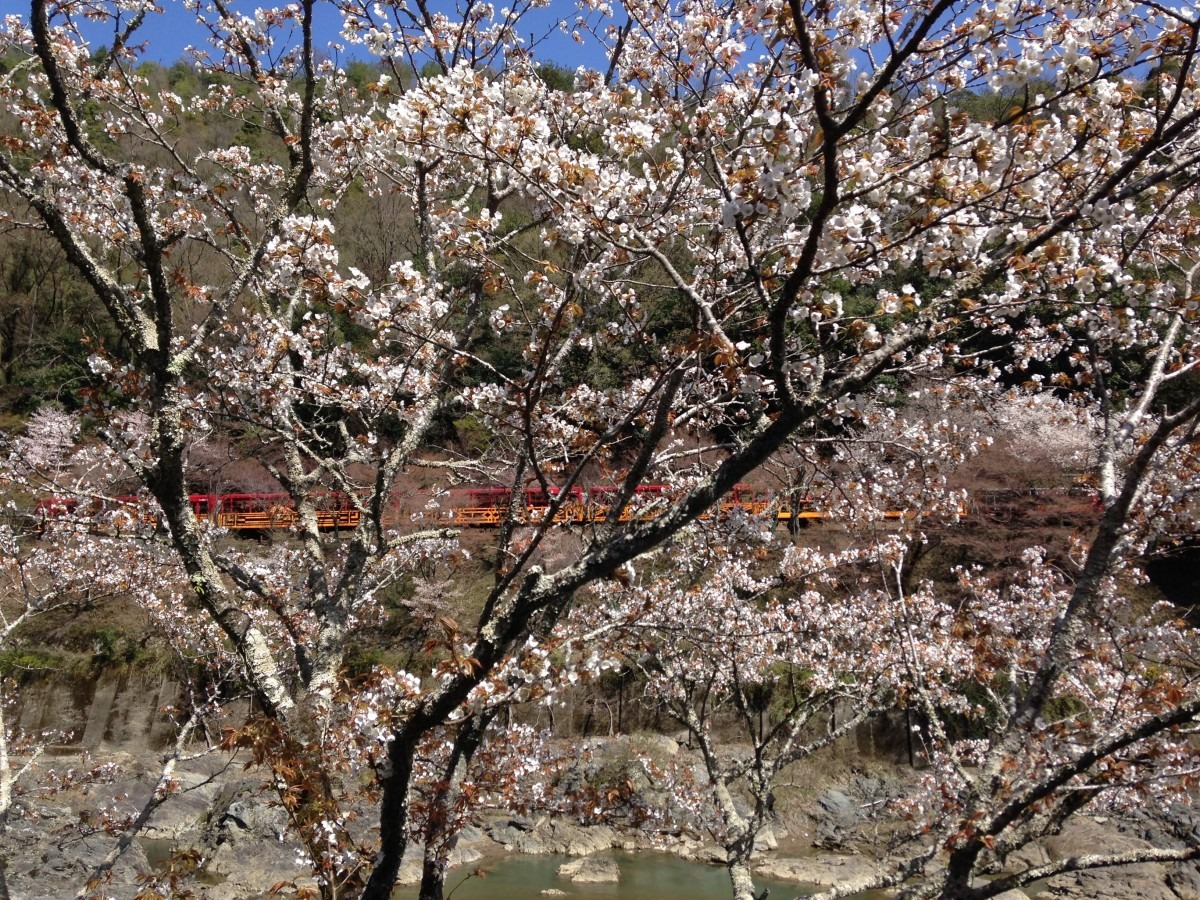 京都四月天，櫻花爛漫時，隱居於嵐山深處的「水邊私邸」，感受片刻靜謐 | Art & Living - DIVA | etnet 經濟通|香港新聞財經資訊和生活平台
